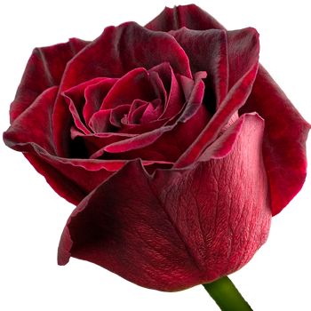 Black Dyed Roses Online with Free Delivery | interROSE