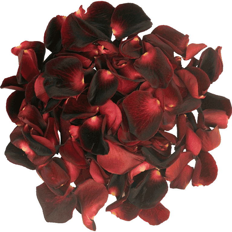 Black Dyed Roses Online with Free Weekday Delivery | interROSE