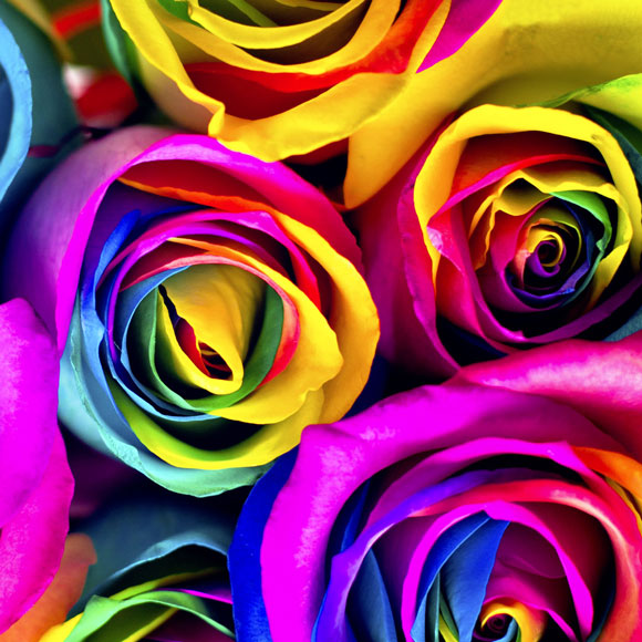 Buy Black Roses Online with Free Delivery from interROSE