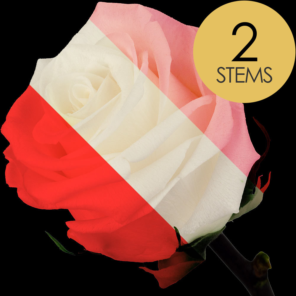 Rose Delivery at its finest | From 1 to 101 Roses | Infinity Roses | E ...