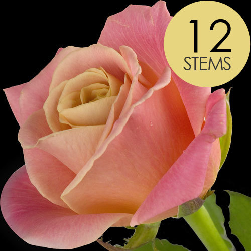 Rose Delivery at its finest | From 1 to 101 Roses | Infinity Roses | E ...