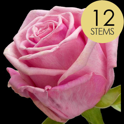 Pink Rose Delivery at its finest from a real high street florist ...