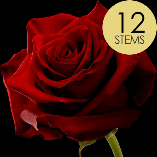 Buy 12 Red (Naomi) Roses from a Real High Street Florist dedicated to ...