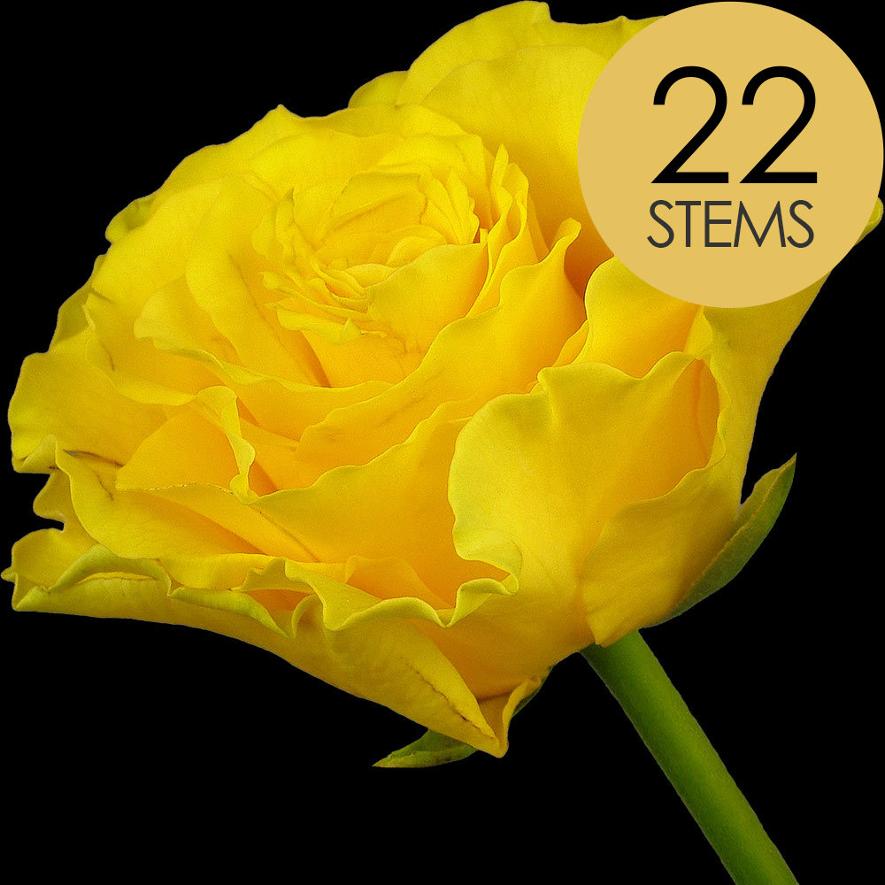 Buy 22 Long Stemmed Roses | interROSE
