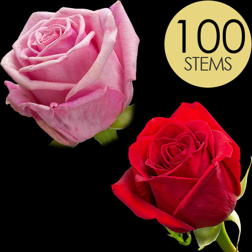 100 Roses | The UK's Finest Rose Delivery Service | interROSE