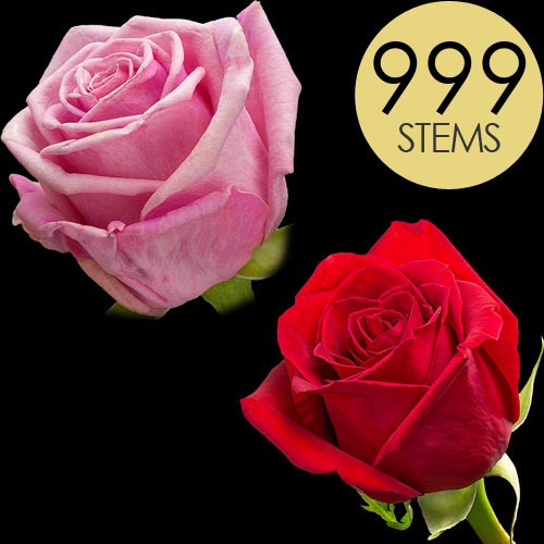 Buy 999 Long Stemmed Roses | interROSE