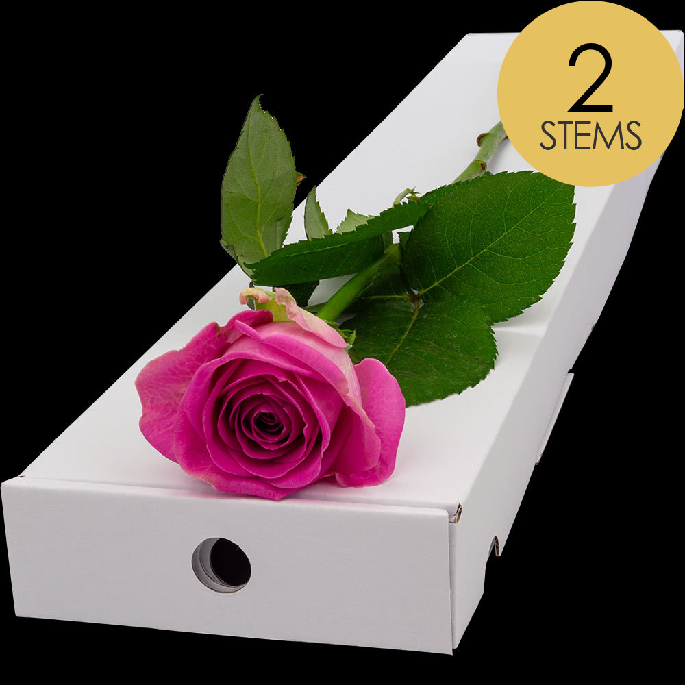 Buy 2 Letterbox Pink Roses and get a free name-a-rose worth £4.99
