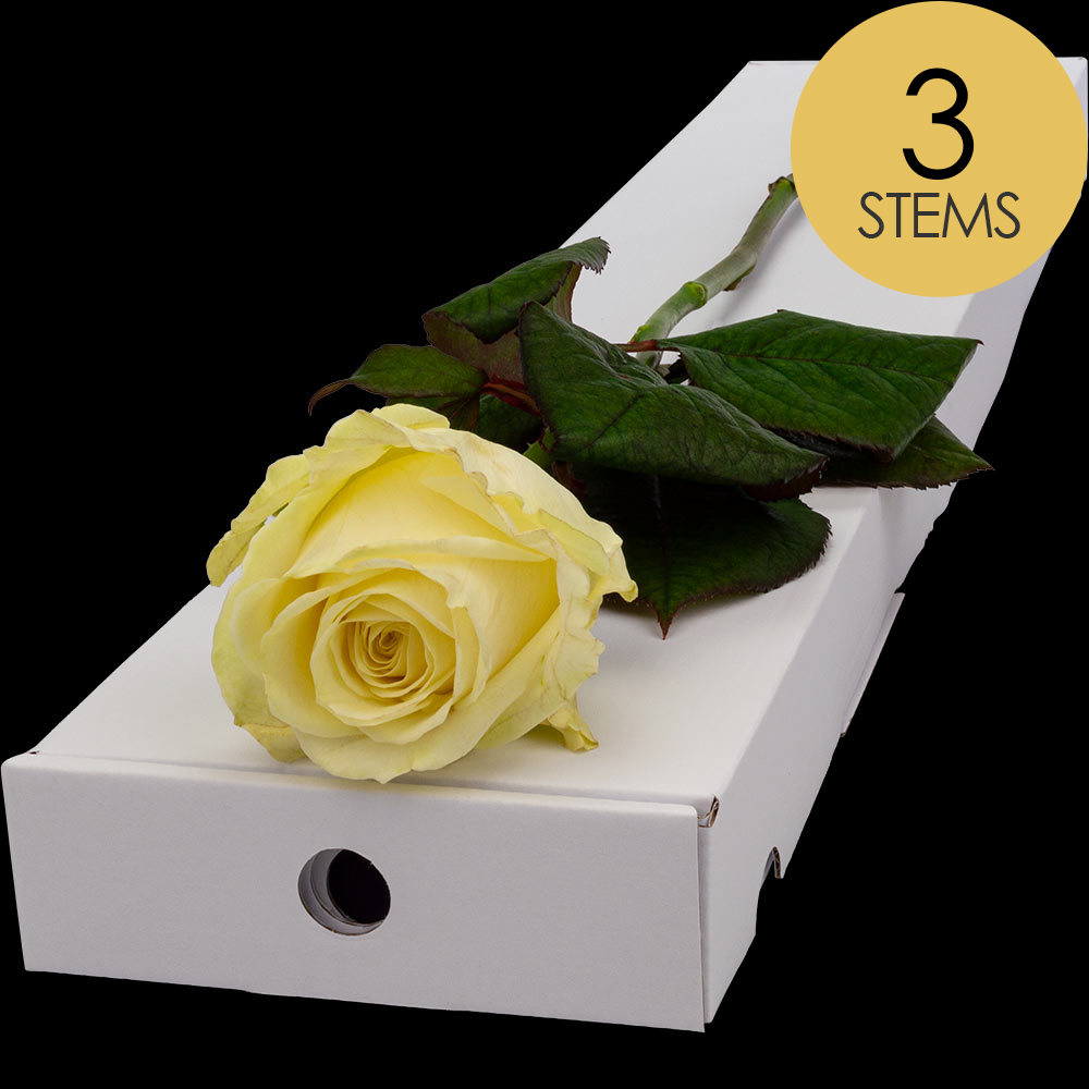 Buy 3 LETTERBOX White Roses | interROSE