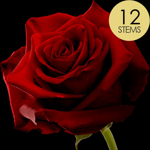 Buy 12 Red (Naomi) Roses from a Real High Street Florist dedicated to ...