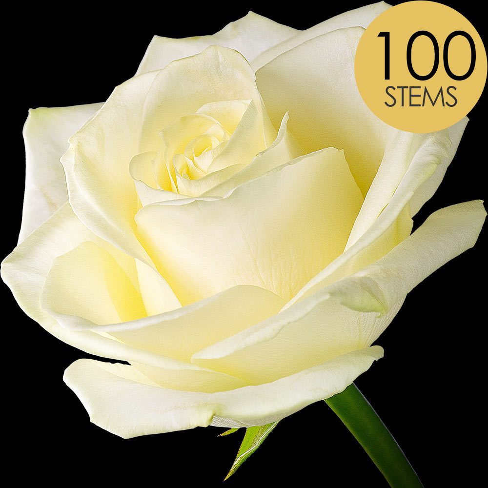 Buy 100 White Roses | interROSE