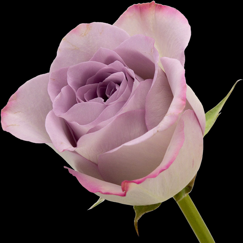 Say it with Rose in any colour of your choice and say it all