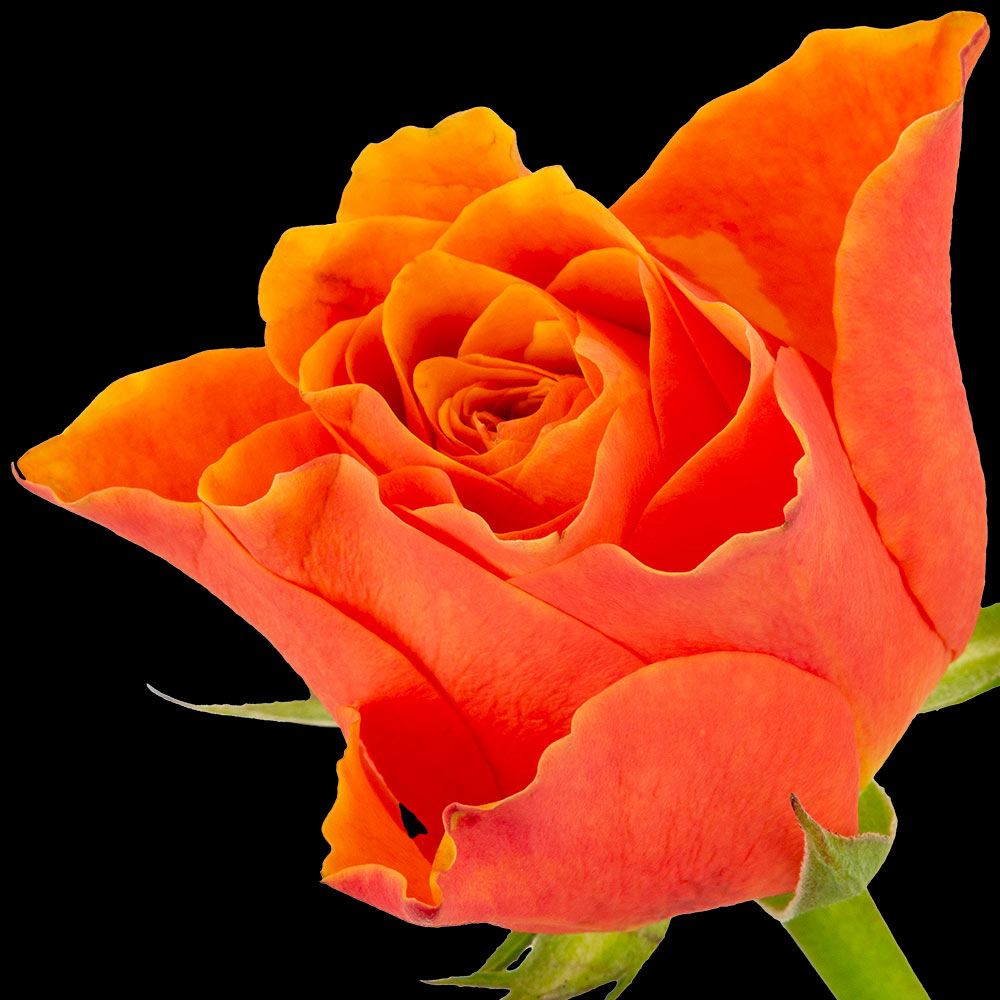 Say it with Rose in any colour of your choice and say it all