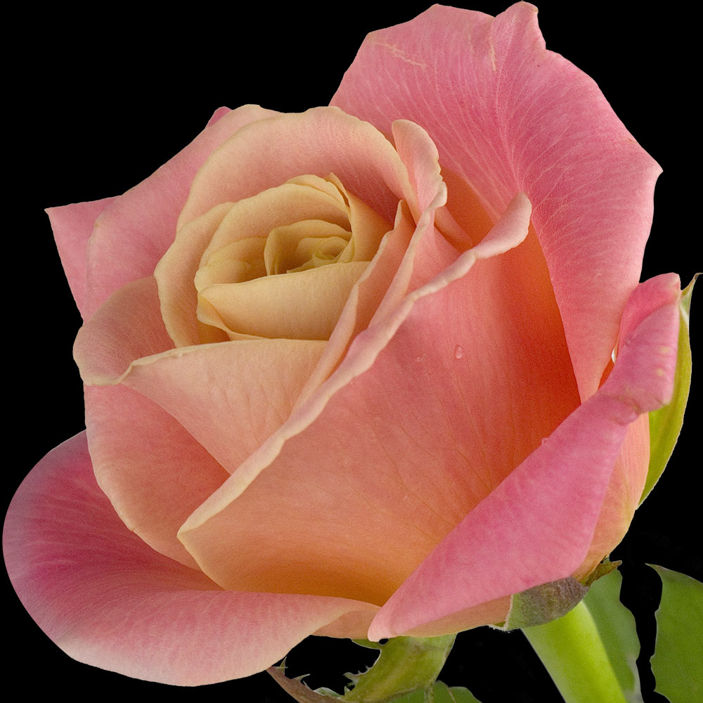 Say it with Rose in any colour of your choice and say it all