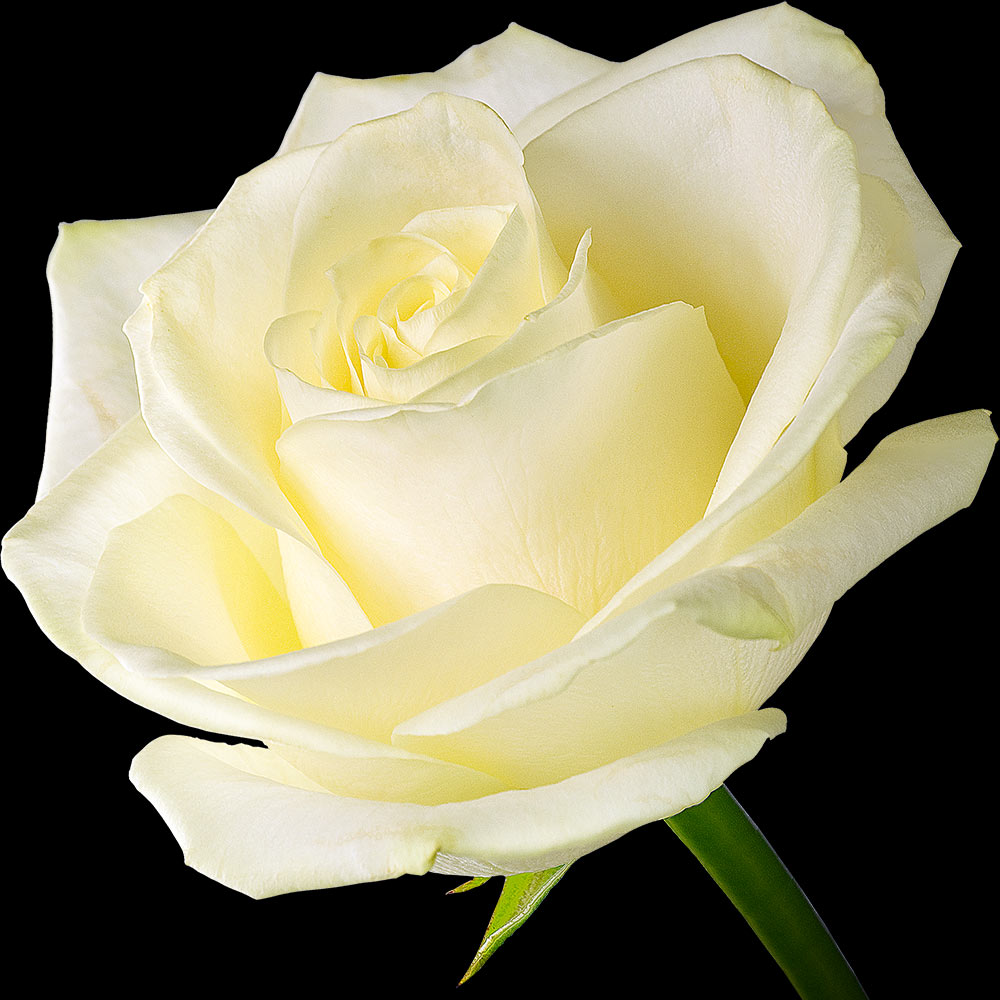 Say it with Rose in any colour of your choice and say it all