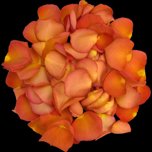 Peach Rose Petals | Buy Peach Rose Petals | Fresh Peach Rose Petals
